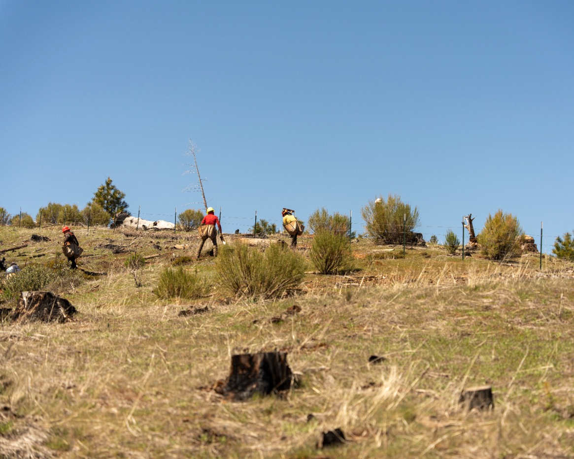 Tree Planting: California Post Fire Restoration – Climate Action Partners